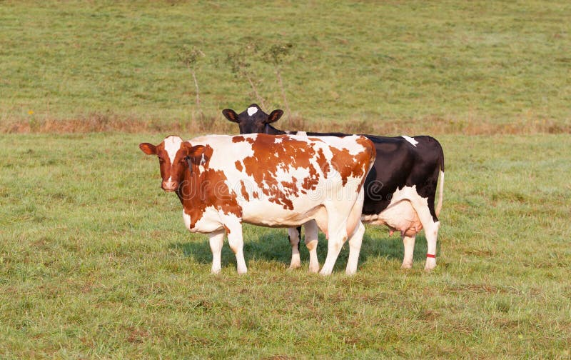 Vacas de Holstein foto de stock. Imagem de pasto, rebanho - 58656398