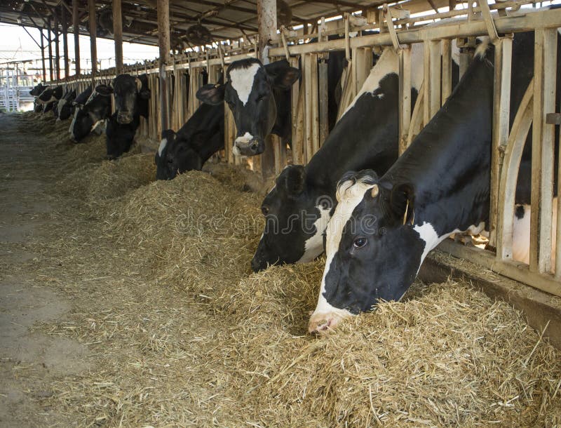 Establo Moderno Con Las Vacas Foto de archivo - Imagen de cubo, looking ...