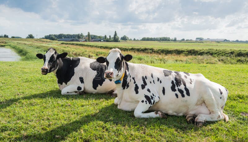 Vaca Blanca De La Rumia Que Miente En La Hierba Imagen de archivo ...