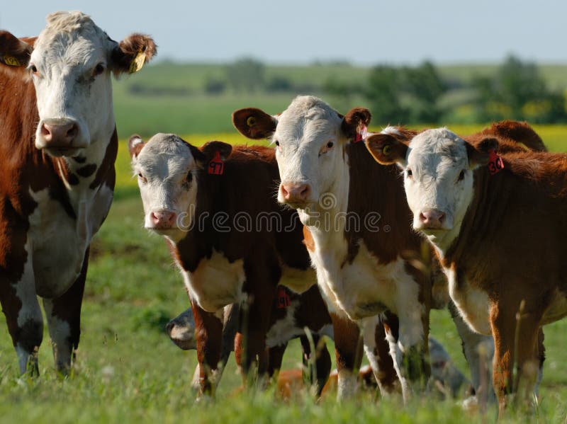 Vacas De Leiteria Em Um Rebanho Foto de Stock - Imagem de vaca ...