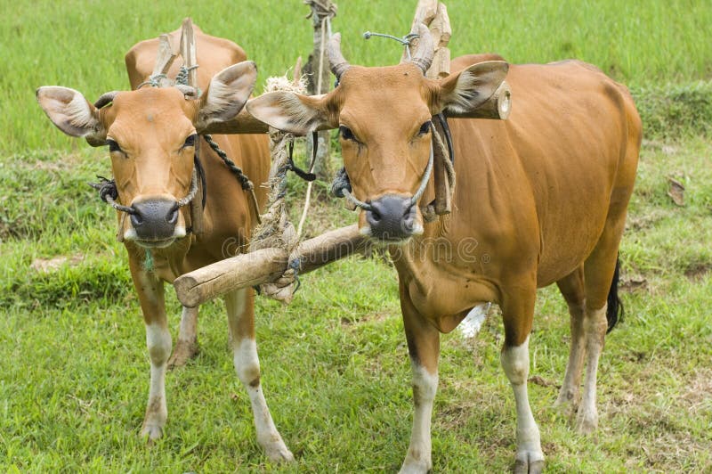 Vacas del arado imagen de archivo. Imagen de ocupado - 17137663