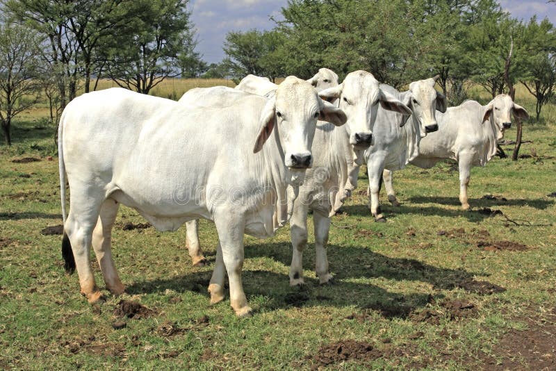 Vacas del Brahman foto de archivo. Imagen de carne, becerro - 14930072