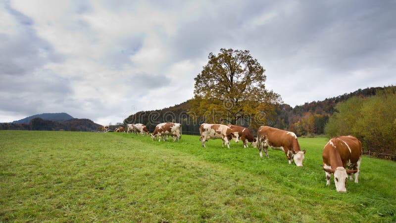 Ganado Del Simmental En Establo Imagen de archivo - Imagen de carne ...