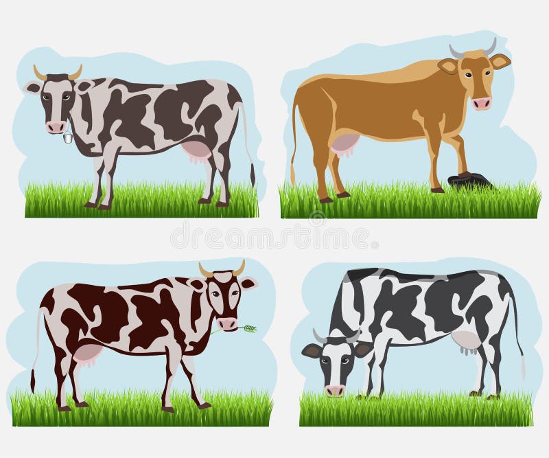 Vacas De Diversos Colores En El Fondo Blanco Ilustración del Vector ...
