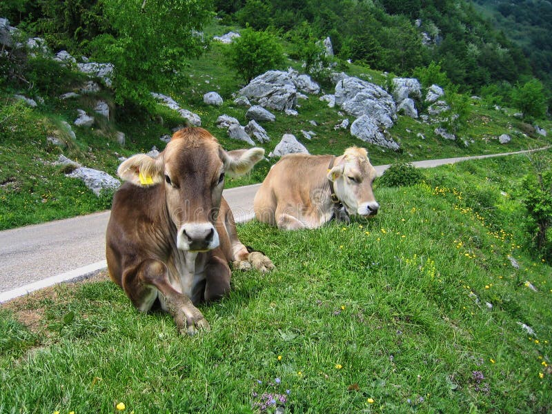 Vacas alpinas imagem de stock. Imagem de paisagem, prado - 18510689