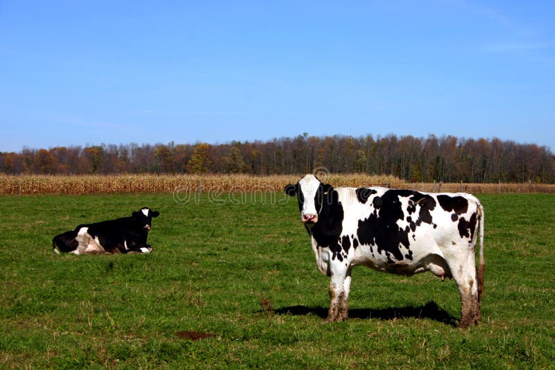 Vacas en campo foto de archivo. Imagen de cielo, carne - 1345062