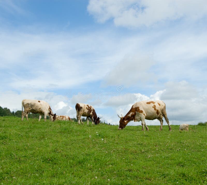 Vacas en campo verde foto de archivo. Imagen de prado - 2869756