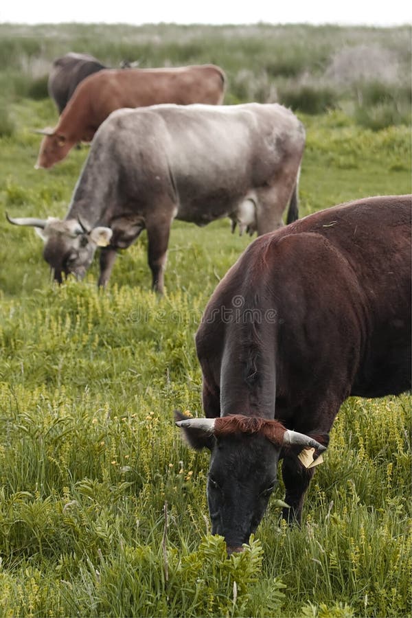 Vacas en el campo imagen de archivo. Imagen de farmland - 14285315