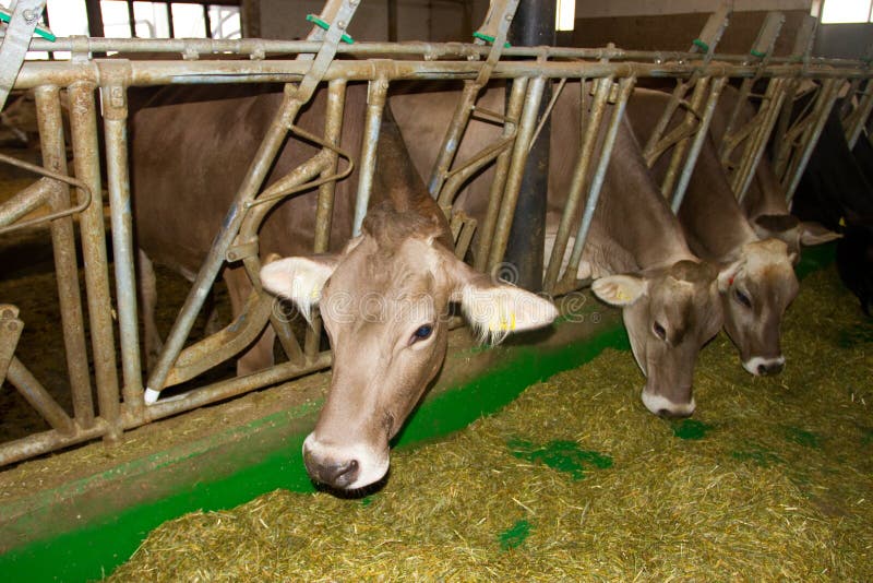 Vacas en el establo imagen de archivo. Imagen de granja - 37687365