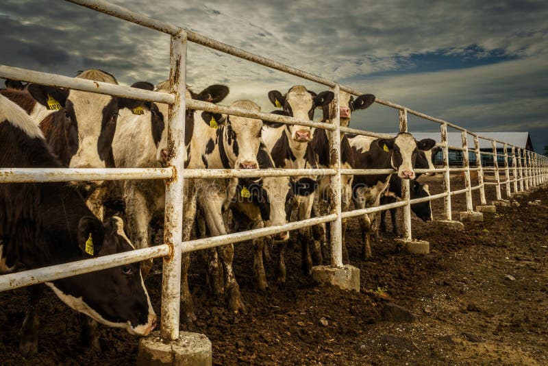 Las vacas en rancho foto de archivo. Imagen de cubo, paisaje - 11677888