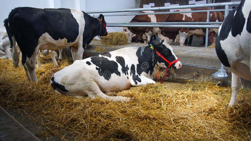 Vacas en establo imagen de archivo. Imagen de fila, animales - 109780835