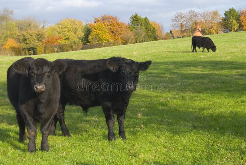 Vacas Rojas De Angus Con Los Becerros Imagen de archivo - Imagen de ...