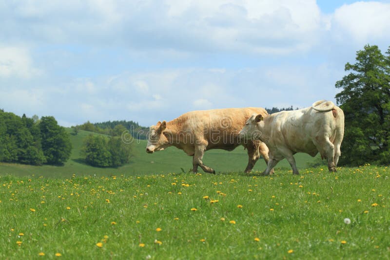 Vacas En El Pasto Y Corriendo Por El Camino De Los Pastores Foto de ...