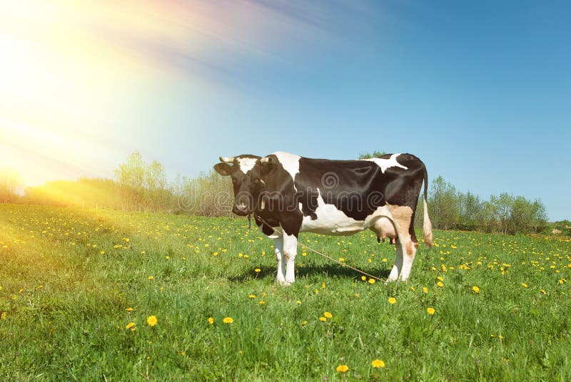 Vacas en pasto imagen de archivo. Imagen de vacas, agricultura - 90410183