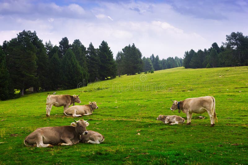Vacas En Un Bosque En Invierno, País Vasco, España Imagen de archivo ...