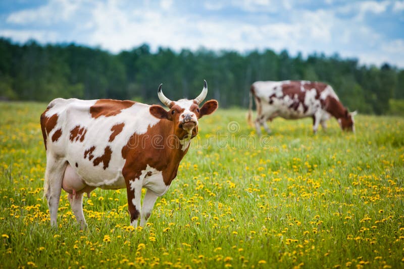 Vacas en un campo foto de archivo. Imagen de paste, ganado - 19702964