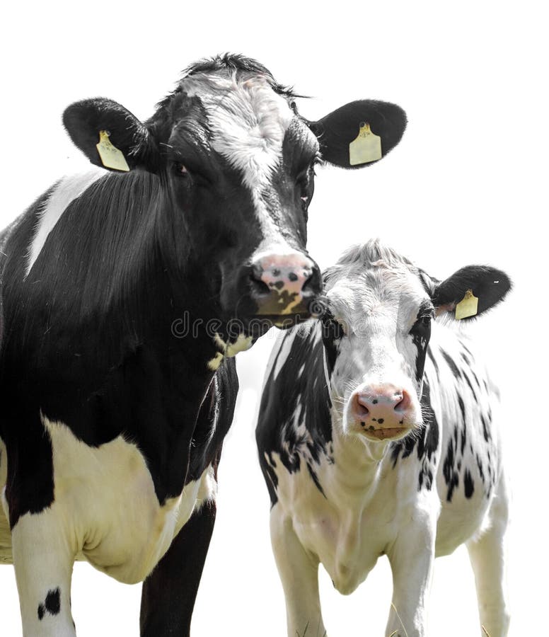 Dos Vacas En Un Fondo Blanco Imagen de archivo - Imagen de cara, corte ...