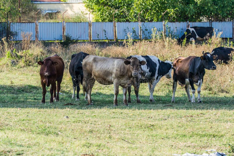Vacas en un rancho foto de archivo. Imagen de granja - 120192300