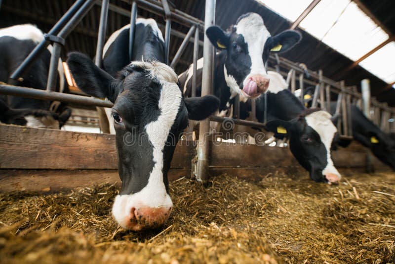 Vacas En Una Granja De La Vaca Imagen de archivo - Imagen de vacas ...