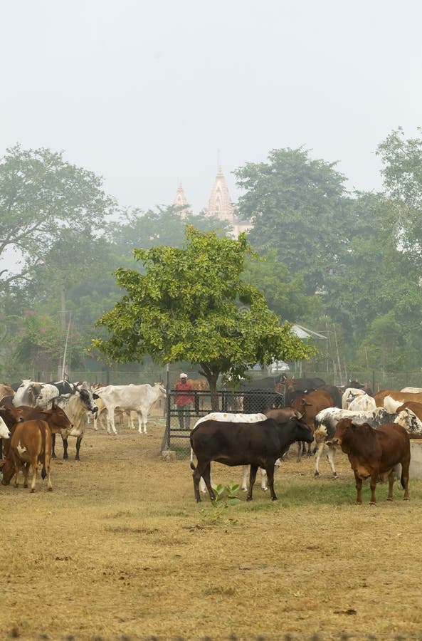 Vacas En Una Granja En La India Imagen editorial - Imagen de prado ...
