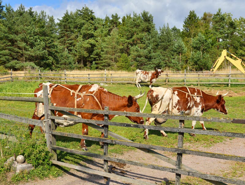 Vacas excelentes en corral foto de archivo. Imagen de paisaje - 44589614