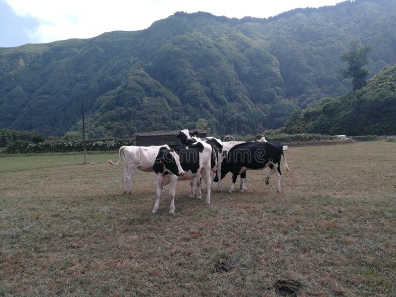 Vacas felices imagen de archivo. Imagen de leche, azores - 125074437