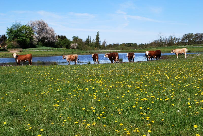 Vacas felices foto de archivo. Imagen de hierba, campo - 28896100