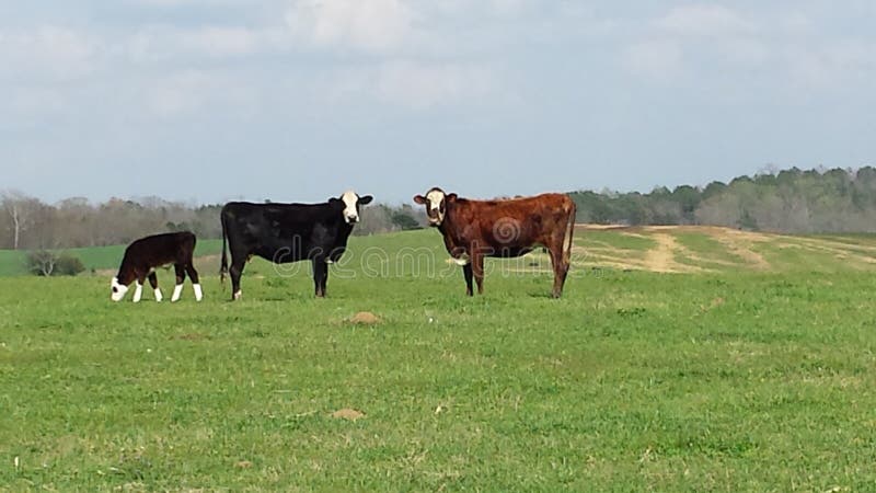 Vacas felices imagen de archivo. Imagen de disfrutar - 90111547