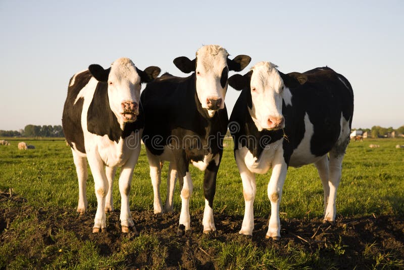 Vacas holandesas foto de stock. Imagem de agricultura - 14440472