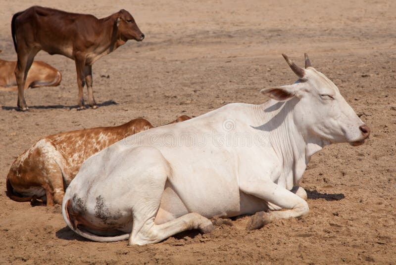 Vaca Indiana Santamente Que Come A Grama. Índia Sul Foto de Stock ...