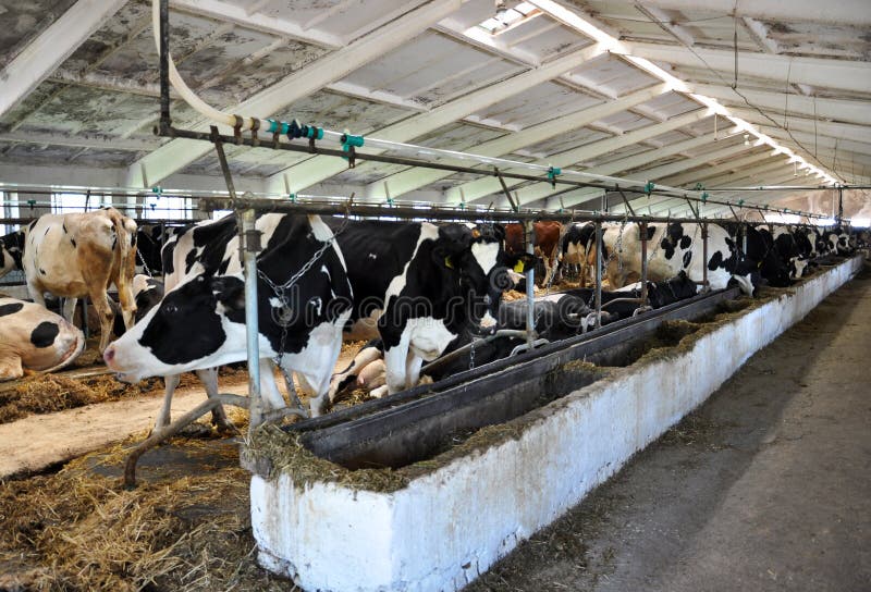 Establos Para Ganado