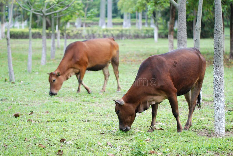 Vacas en rancho foto de archivo. Imagen de ganados, manada - 11679070