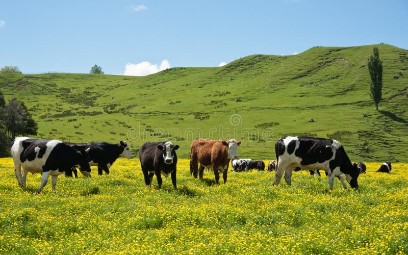 Vacas no campo. foto de stock. Imagem de agricultura - 22458888