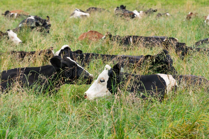 Vacas no campo foto de stock. Imagem de fazenda, gado - 68264434