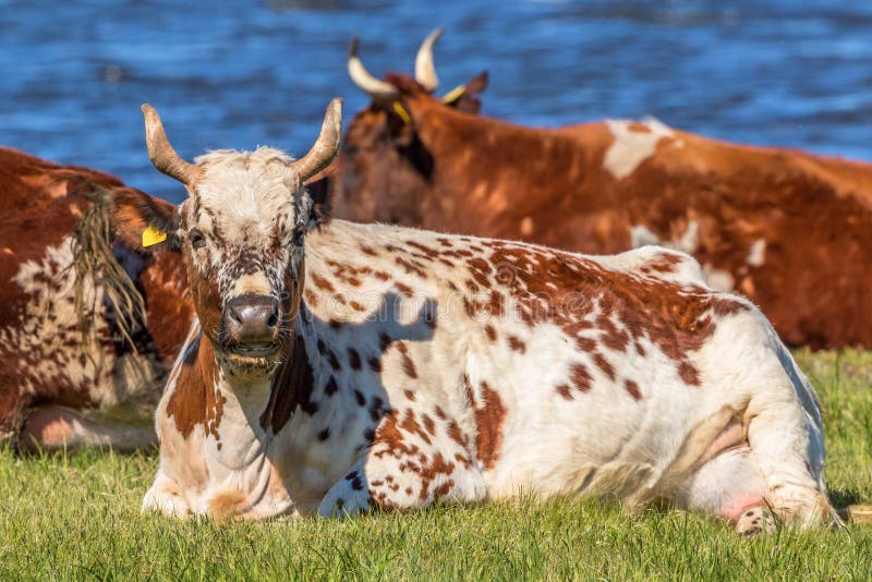 Vacas Que Mienten Y Que Rumian Imagen de archivo - Imagen de abajo ...