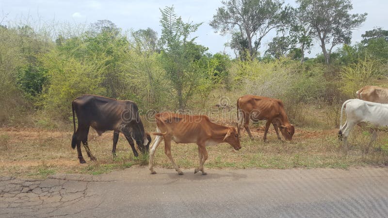 Una vaca salvaje imagen de archivo. Imagen de salvaje - 134290161