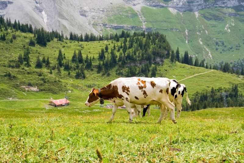 Vacas suizas imagen de archivo. Imagen de vaca, pendientes - 1257355