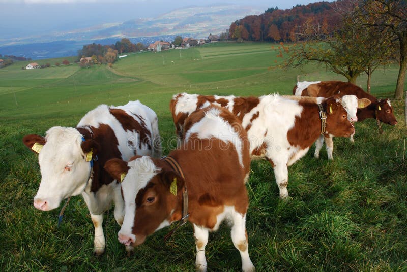 Vacas suizas foto de archivo. Imagen de gris, reservas - 8625154
