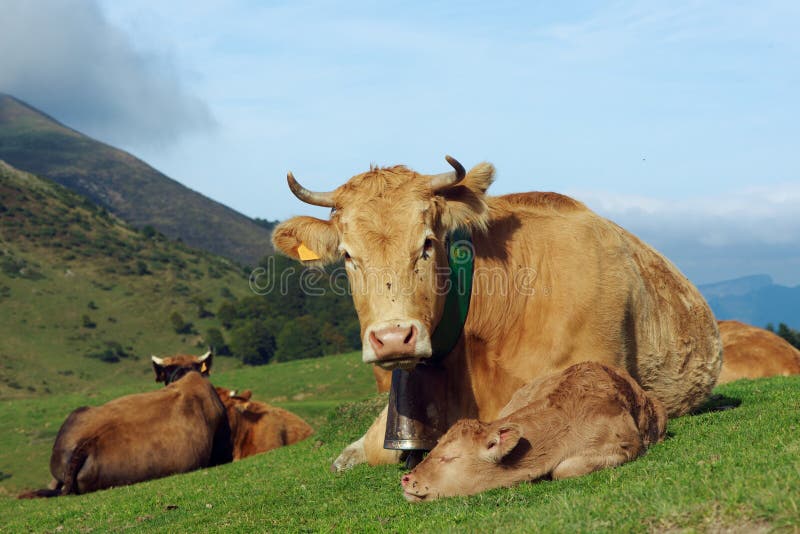 Vacas y becerro foto de archivo. Imagen de animal, francia - 45491080