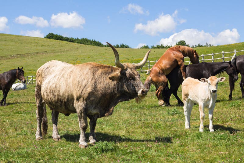Caballos Y Gansos De Las Vacas Foto de archivo - Imagen de agricultura ...