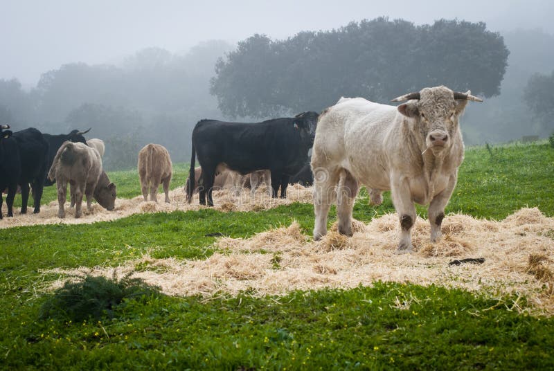 Vacas y toros imagen de archivo. Imagen de toros, granja - 28405685