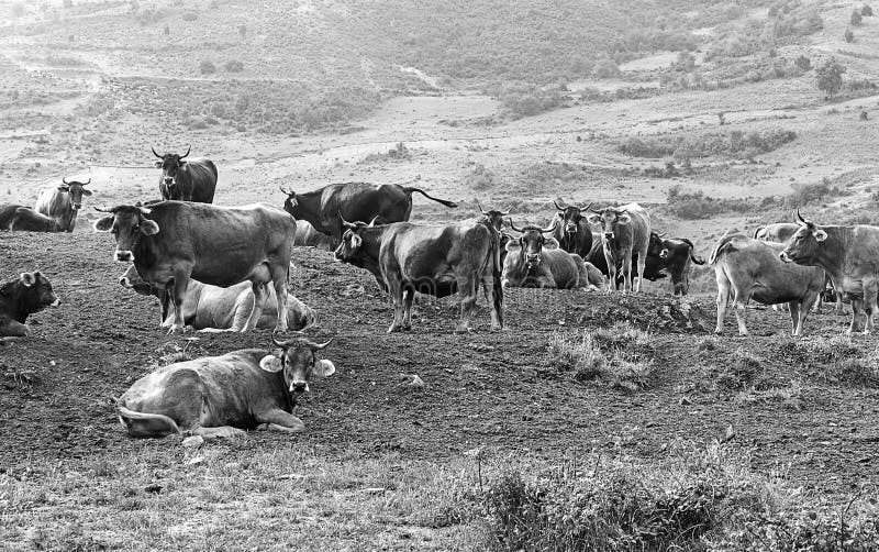 Vacas y toros imagen de archivo. Imagen de farmland, prado - 84728543