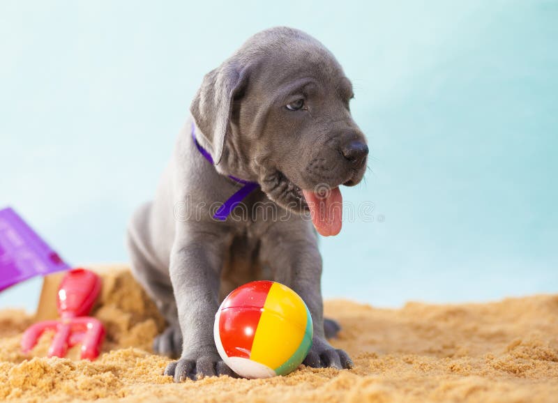 Vacation puppy stock photo. Image of dane, body, grey - 79537628