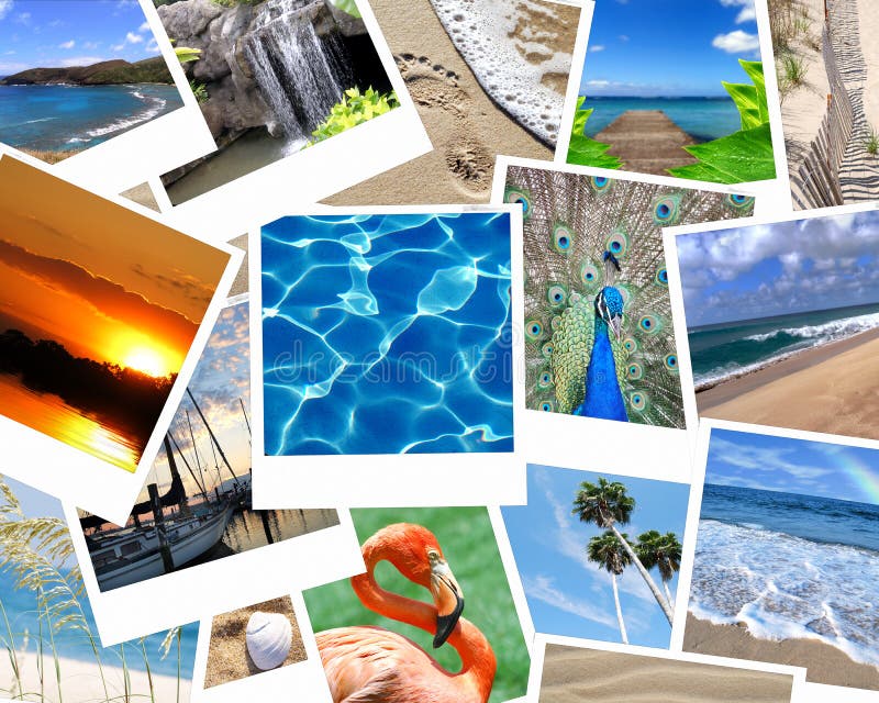 Vacation snaps stock image. Image of dolphin, design - 10387861