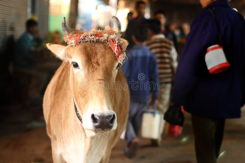 L'India - vacca sacra fotografia stock. Immagine di india - 110978
