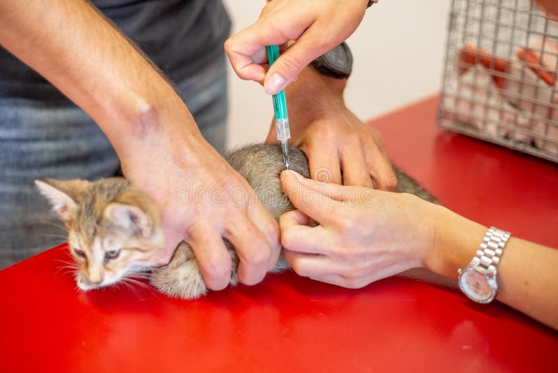 Vaccination of a Cat at the Vet Clinic, Rabies Stock Photo - Image of ...