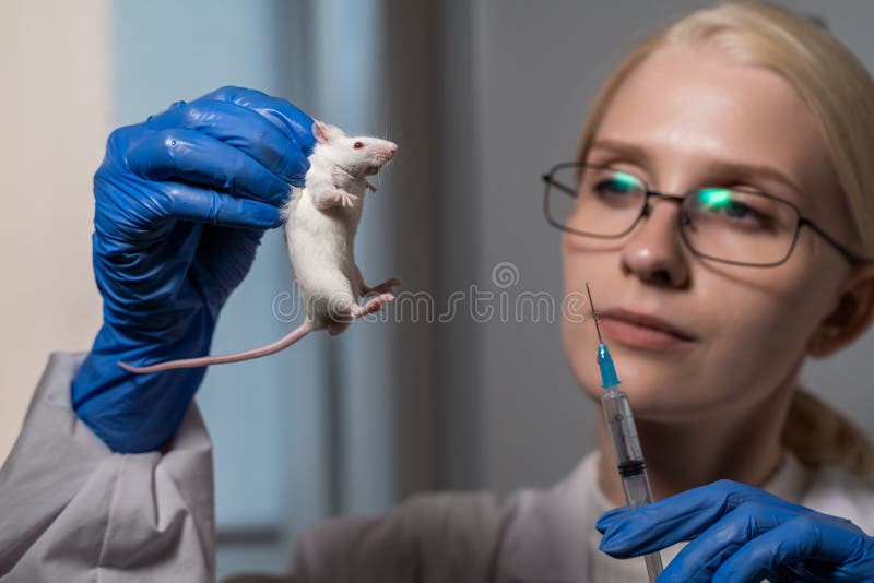 Vaccination of a Small White Mouse. Collection of Analyzes before a ...