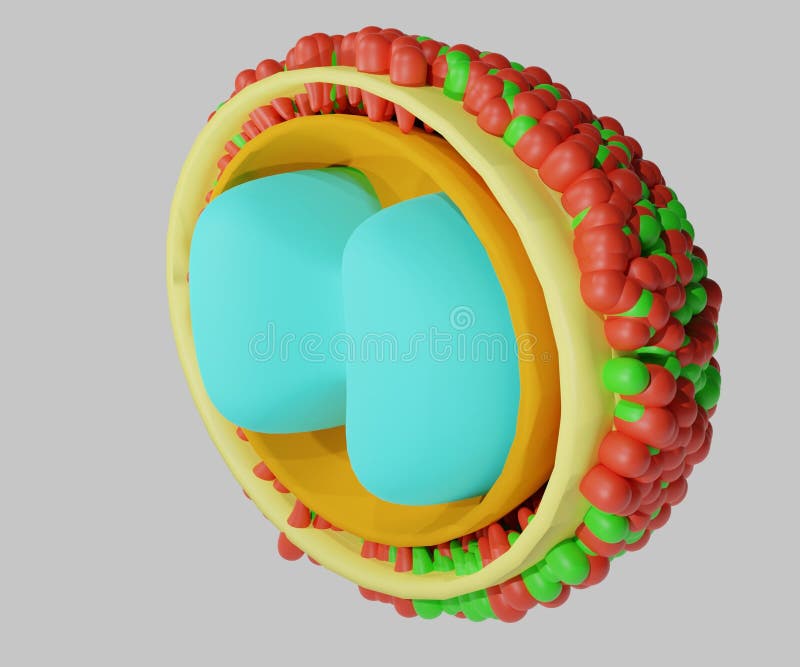 Vaccinia Virus Morphology with Outer Membrane Protein 3d Rendering ...