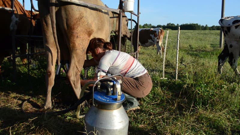 La Femme Utilise La Machine à Traire Pour Des Vaches à Traite Banque De ...