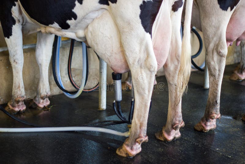 363 Traite De La Vache Dans La Laiterie Photos libres de droits et ...